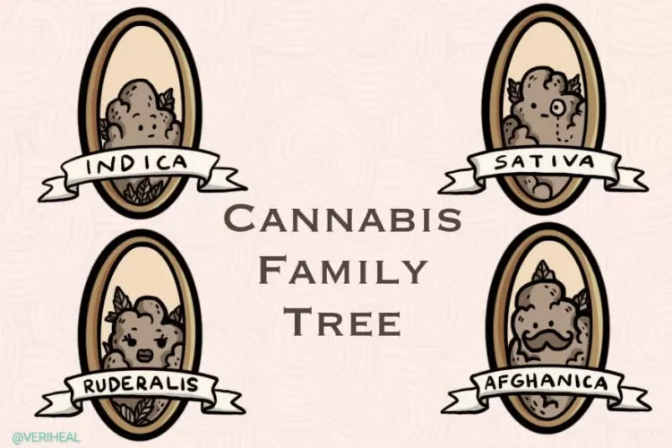 A Guide to the Different Methods of Breeding Cannabis Strains